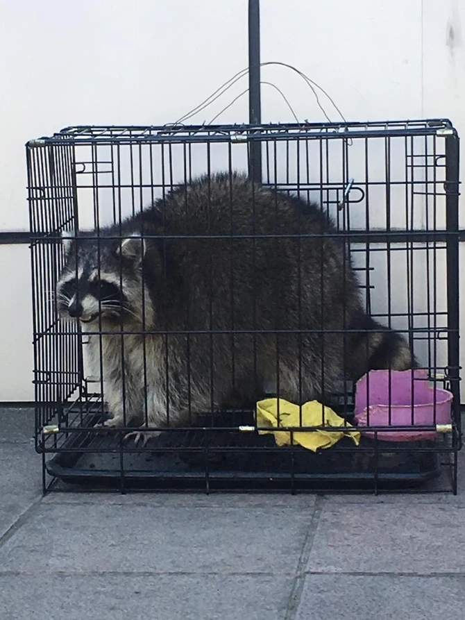 Satışa çıxarılan yenot Altıağac Milli Parkına təhvil verilib - FOTO ...