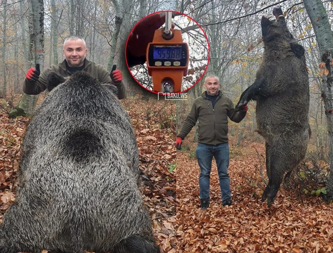 Türkiyədə tarlaları məhv edən yarım tonluq qaban ovlandı - FOTO/VİDEO ...