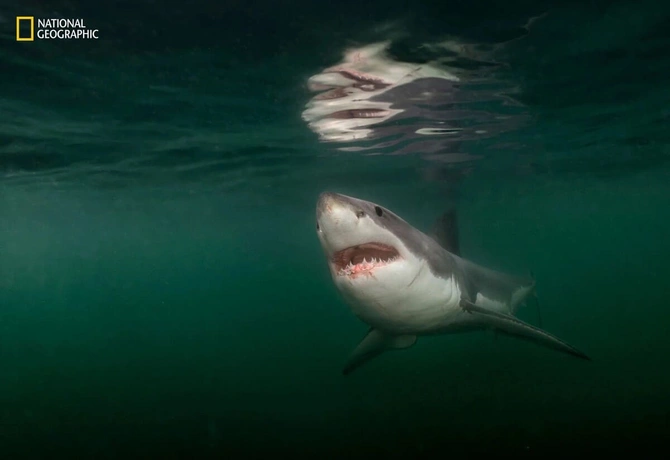 "Photos of the Year" from National Geographic: the most "powerful ...