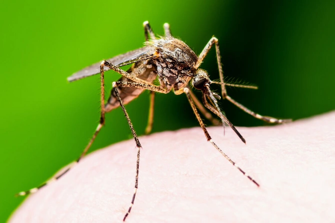 The largest mosquito production factory in the world has opened in ...