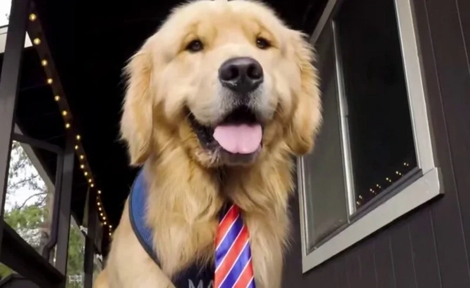 The Most Charming Official: Residents of a US City Elected a Dog as ...